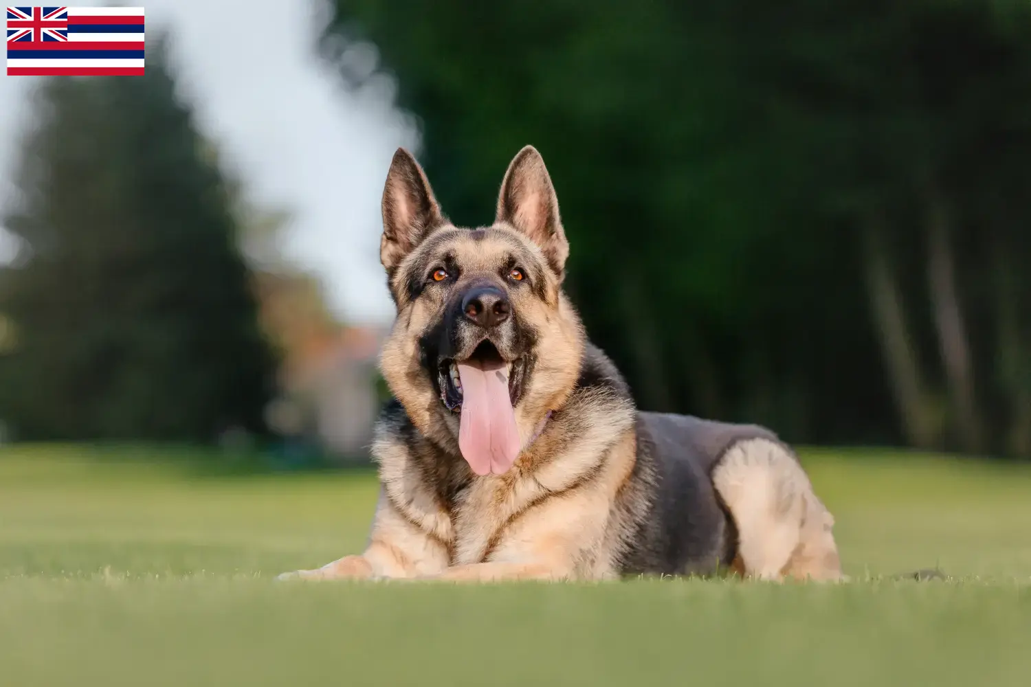 Eastern European Shepherd Dog Breeder and Puppies in Hawaii - DogWeb.com